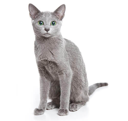 Ruska plava mačka | Rase mačaka | Purina RS